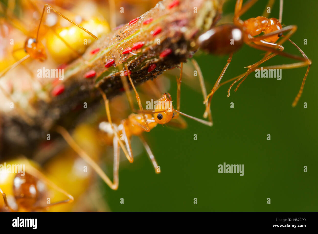 Yellow Crazy Ant (Anoplolepis gracilipes) trio, Christmas Island ...