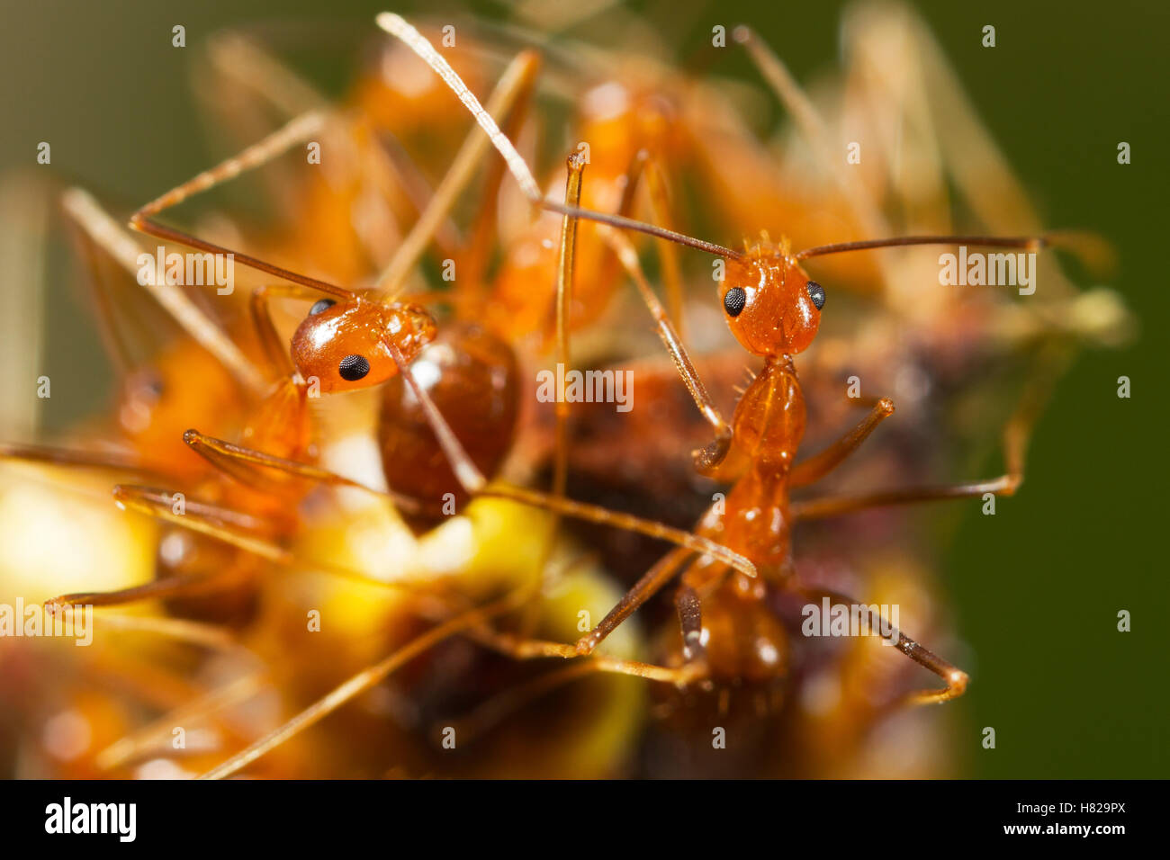 Yellow Crazy Ant Anoplolepis Gracilipes Pair Christmas Island National Park Christmas Island