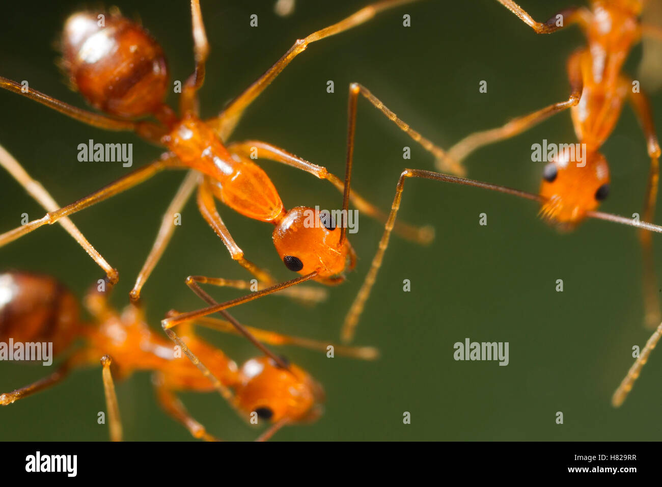 Yellow Crazy Ant (Anoplolepis gracilipes) trio, Christmas Island ...