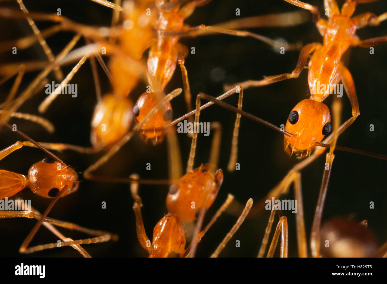 Yellow Crazy Ant (Anoplolepis gracilipes) group, Christmas Island ...