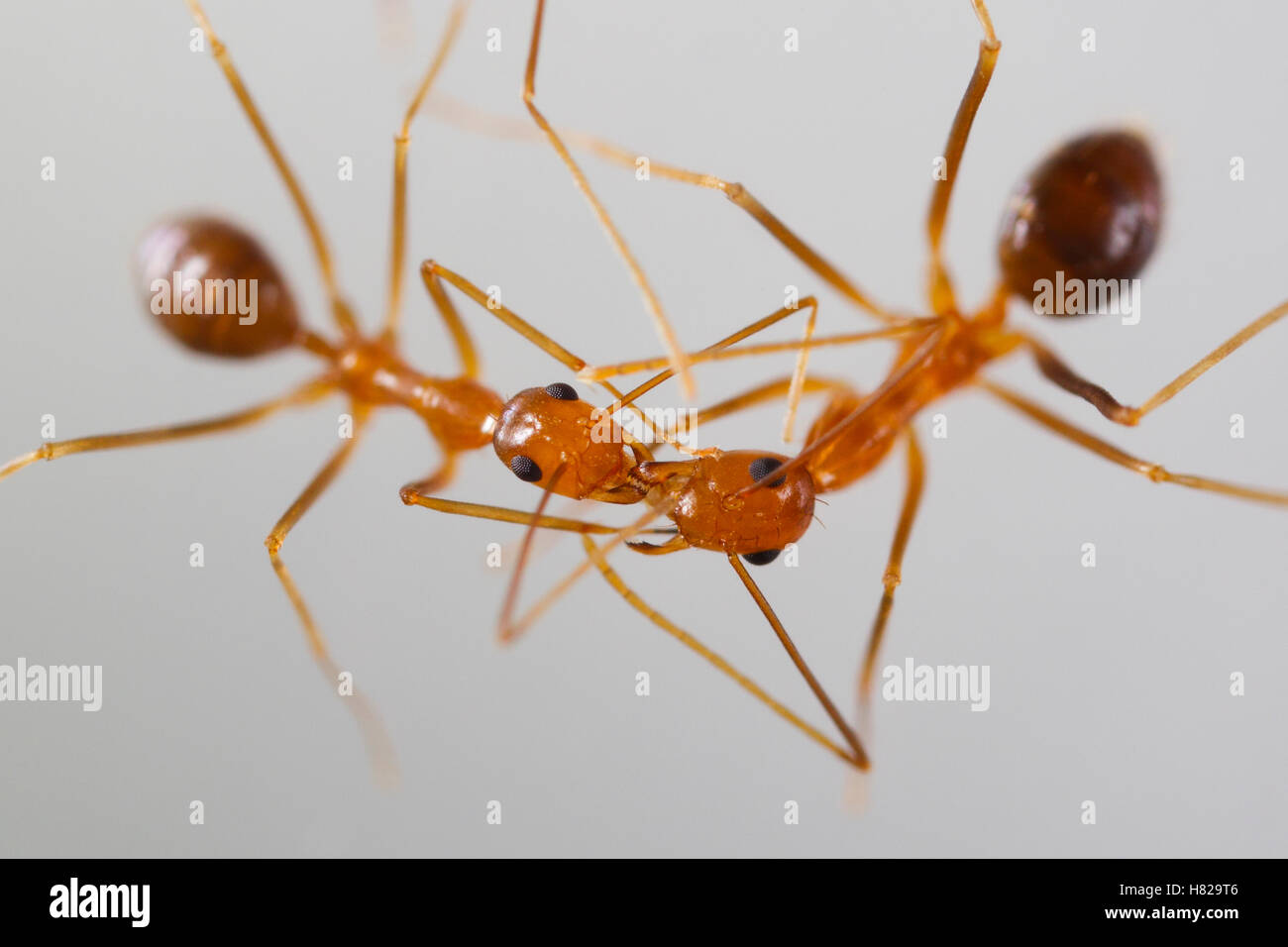 Yellow Crazy Ant (Anoplolepis gracilipes) pair greeting, Christmas ...