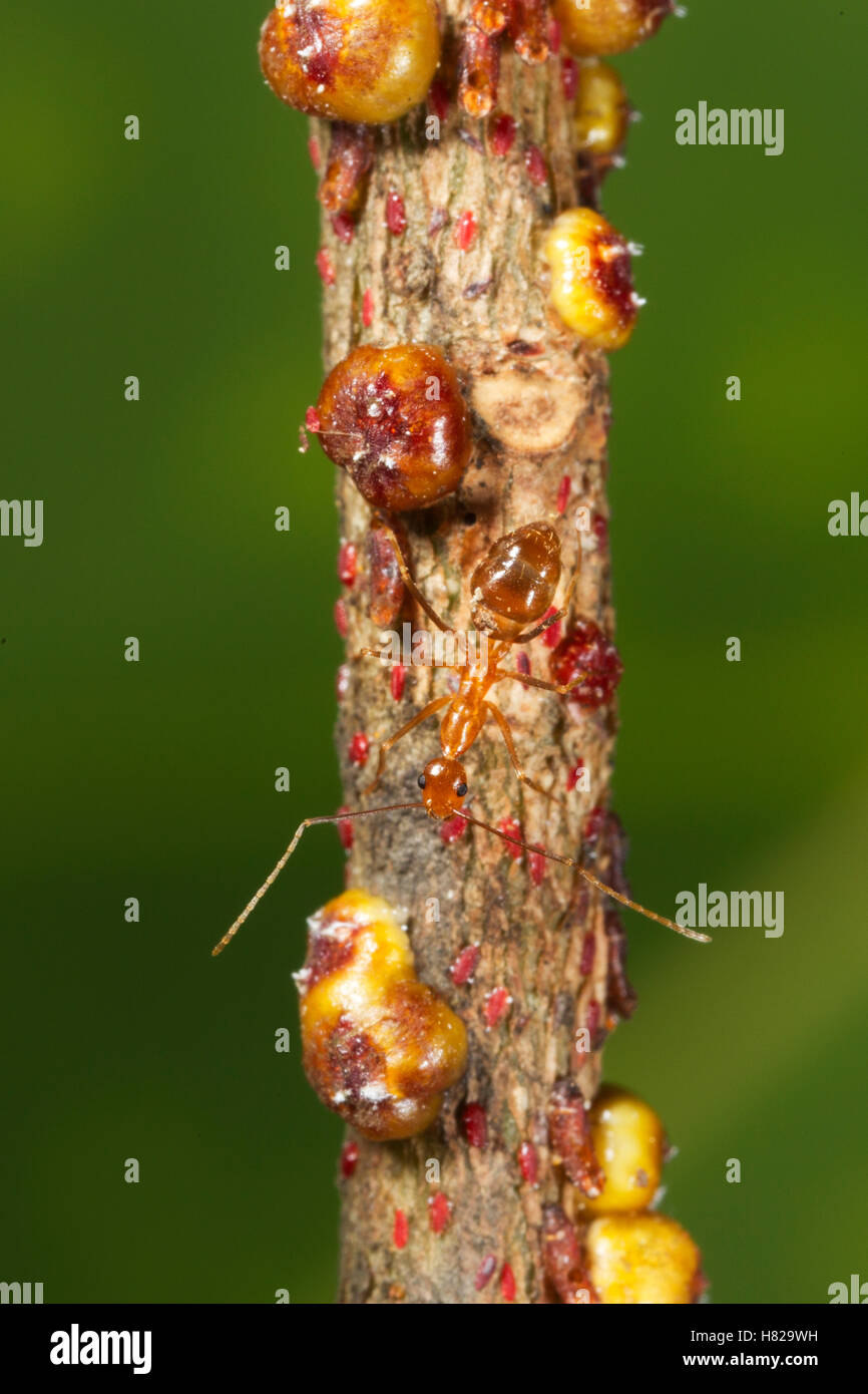 Yellow Crazy Ant (Anoplolepis gracilipes) guarding Scale Insects ...