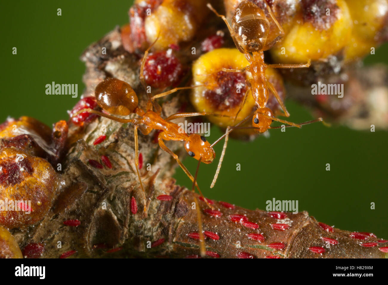 Yellow Crazy Ant Anoplolepis Gracilipes Pair Guarding Scale Insects Tachardina Aurantiaca