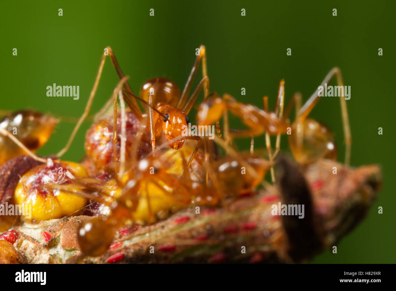 Yellow Crazy Ant (Anoplolepis gracilipes) guarding Scale Insects ...