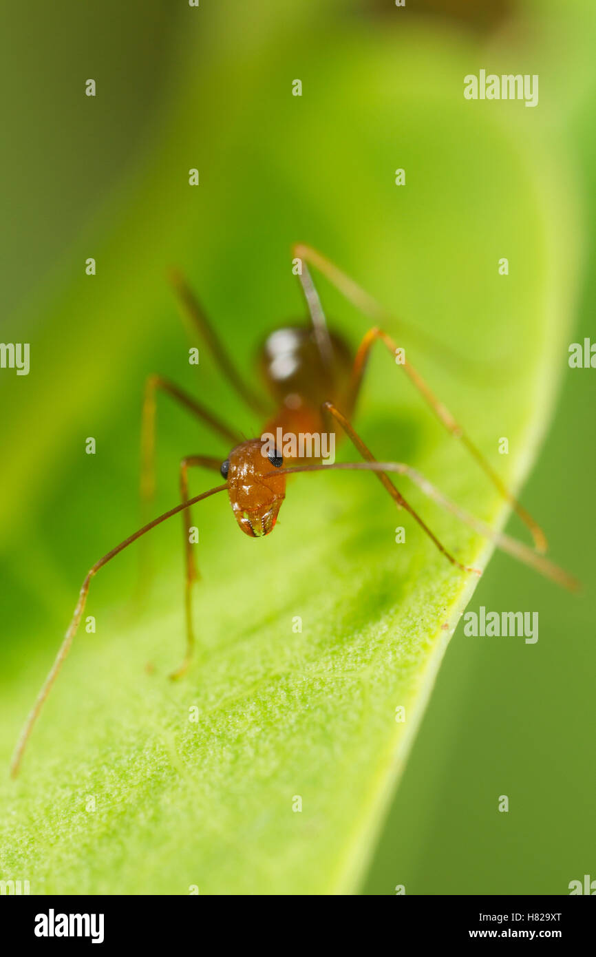 Yellow Crazy Ant (Anoplolepis gracilipes), Christmas Island National ...