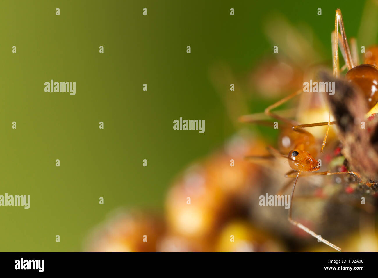 Yellow Crazy Ant (Anoplolepis gracilipes), Christmas Island National ...