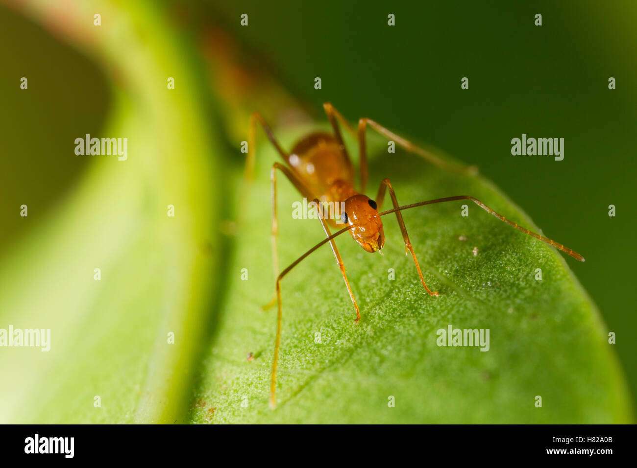 Yellow Crazy Ant (Anoplolepis gracilipes), Christmas Island National ...