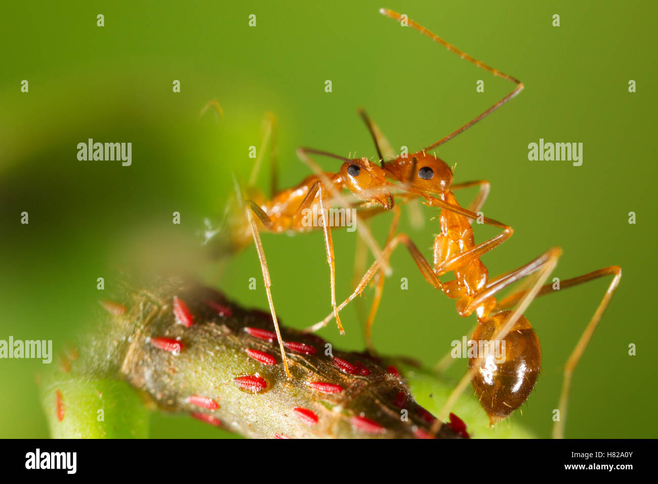 Yellow Crazy Ant (Anoplolepis gracilipes) pair greeting each other ...
