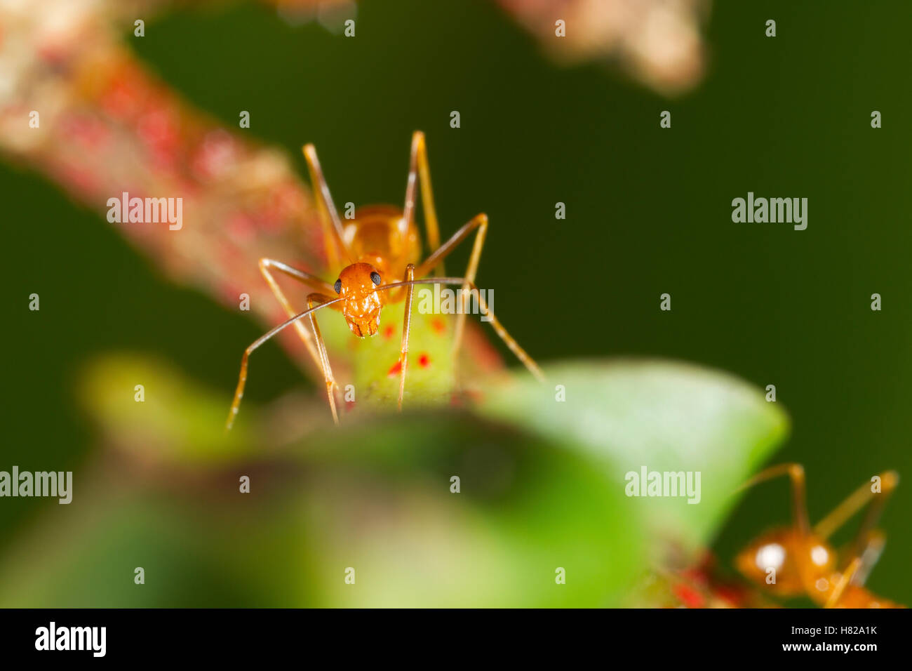 Yellow Crazy Ant (Anoplolepis gracilipes) guarding red scale insects ...