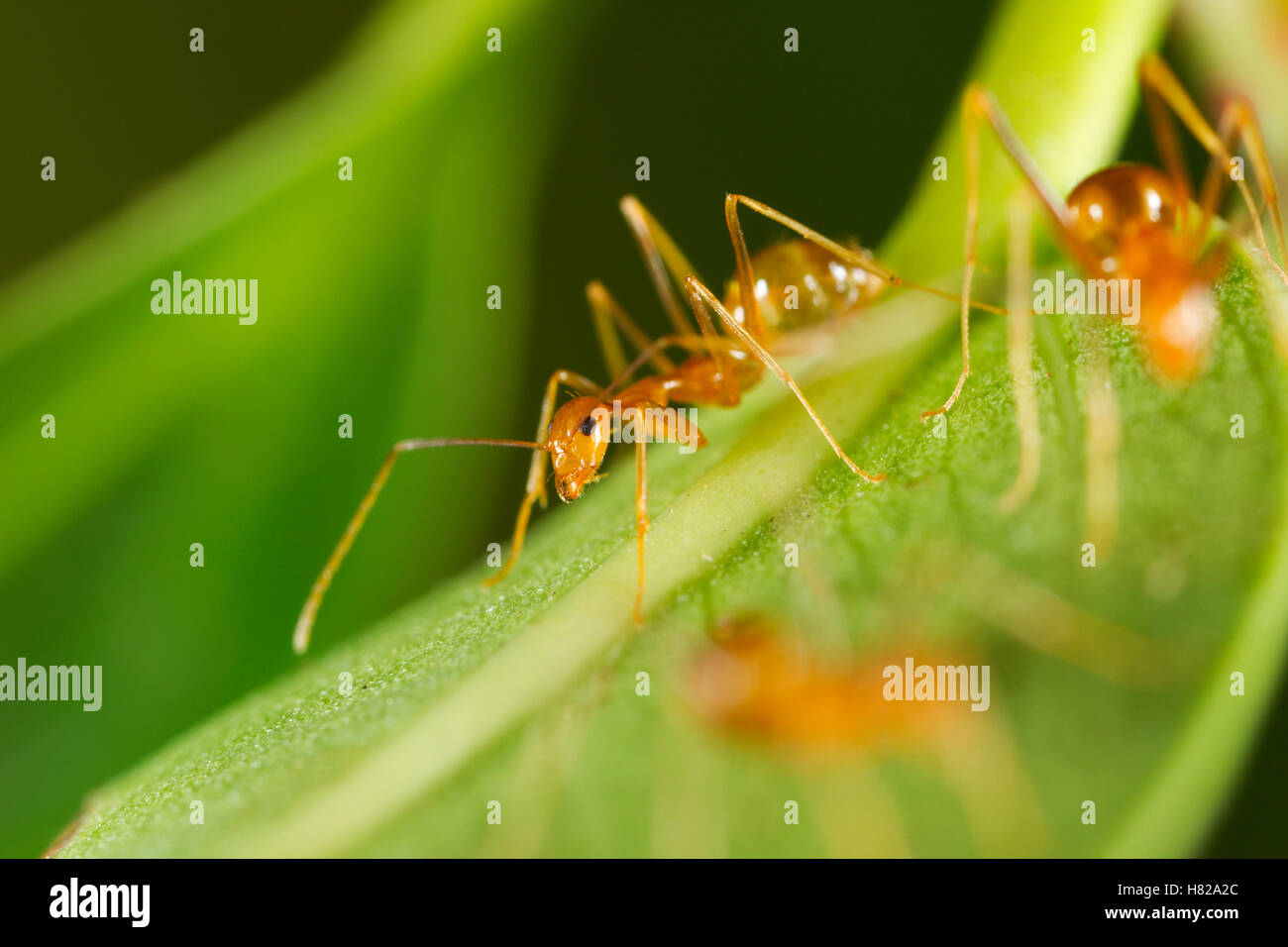 Yellow Crazy Ant (Anoplolepis gracilipes), Christmas Island National ...