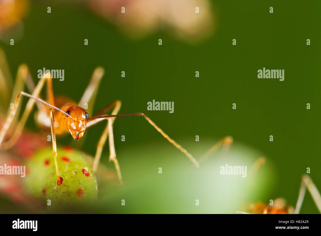 Yellow Crazy Ant (Anoplolepis gracilipes) guarding red scale insects ...