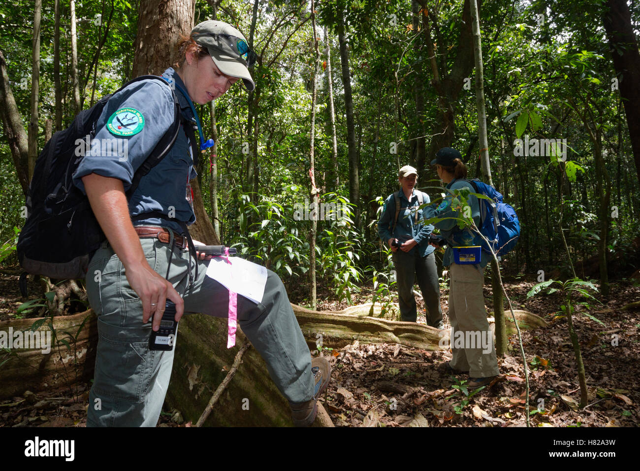 Yellow Crazy Ant (Anoplolepis gracilipes) super colony mapped by ...