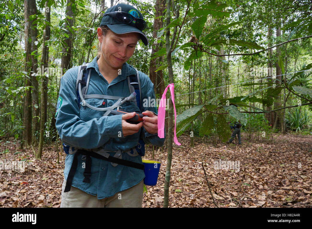 Yellow Crazy Ant (Anoplolepis gracilipes) super colony marked by ...