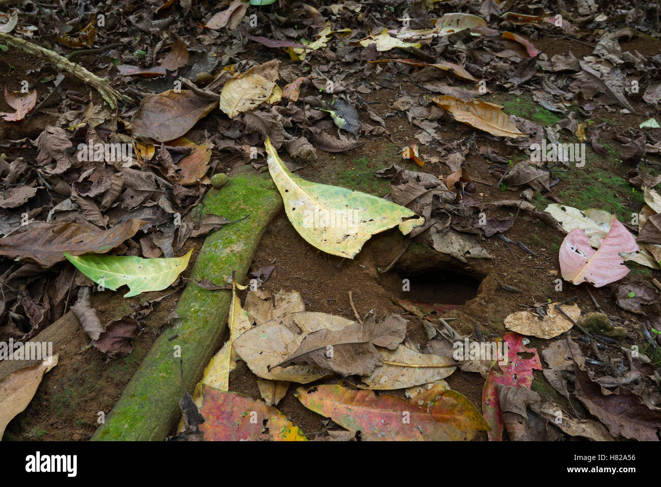 Christmas Island Red Crab (Gecarcoidea natalis) empty burrow inside ...