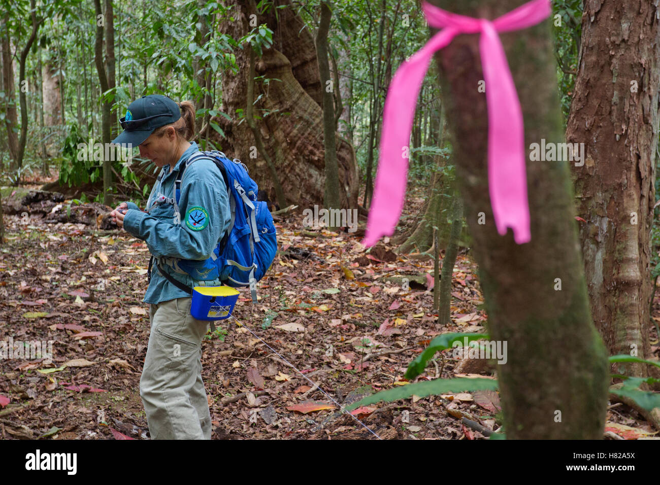 Yellow Crazy Ant (Anoplolepis gracilipes) super colony marked by ...