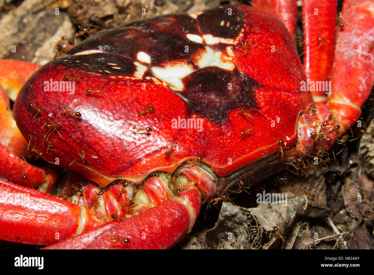 Yellow Crazy Ant (Anoplolepis gracilipes) group killing Christmas ...