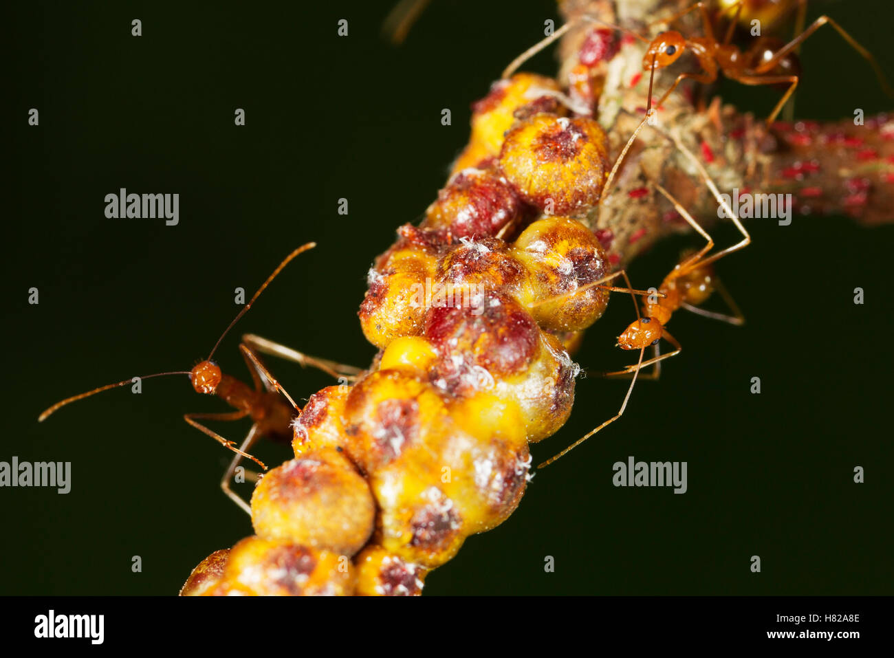 Yellow Crazy Ant (Anoplolepis gracilipes) trio guarding Scale Insects ...