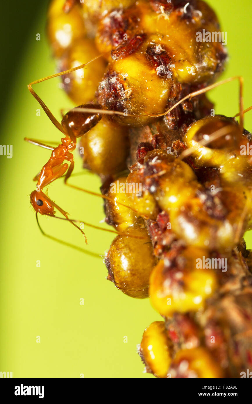 Yellow Crazy Ant (Anoplolepis gracilipes) guarding Scale Insects ...