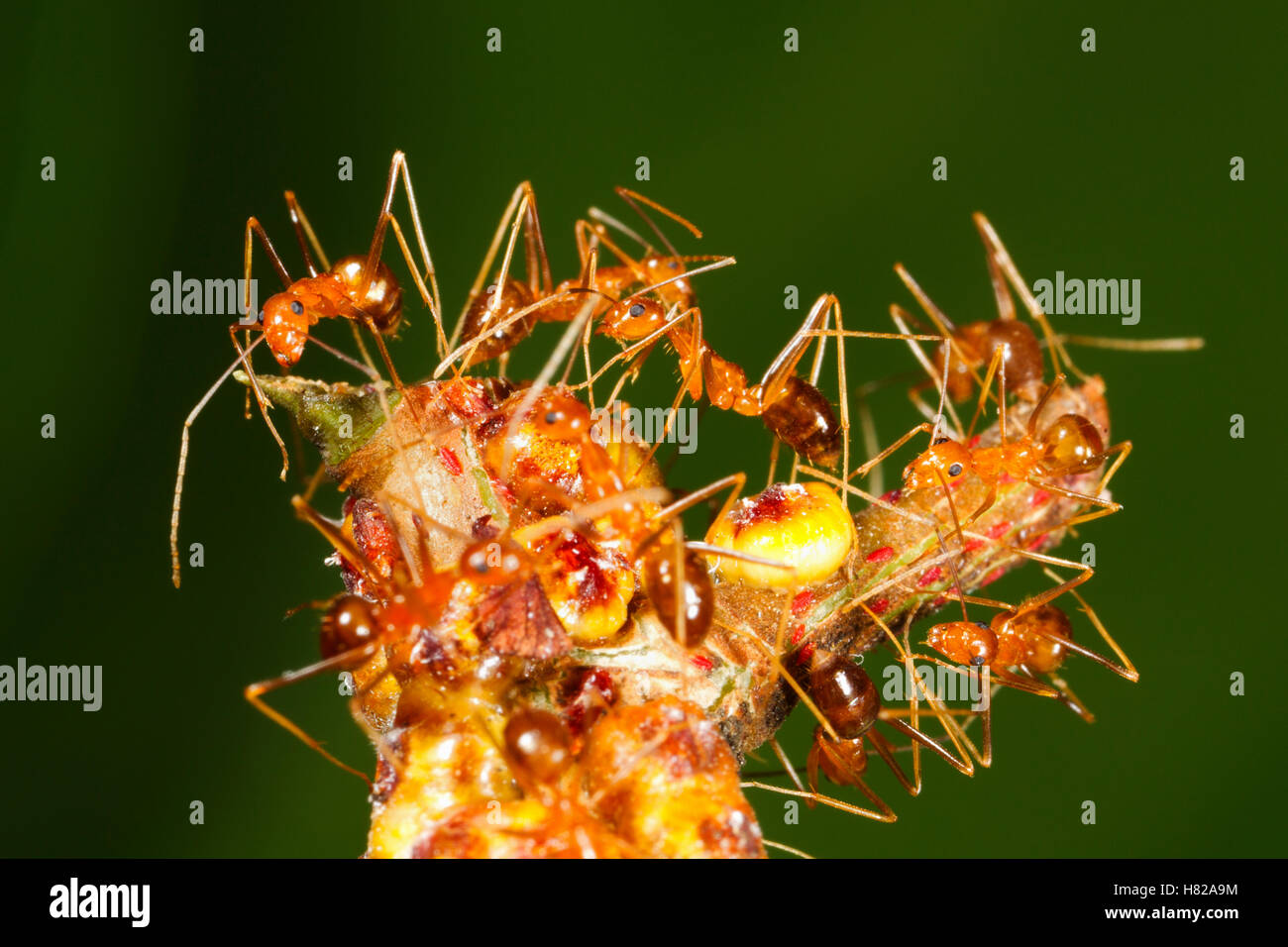 Yellow Crazy Ant (Anoplolepis gracilipes) group guarding Scale Insects ...