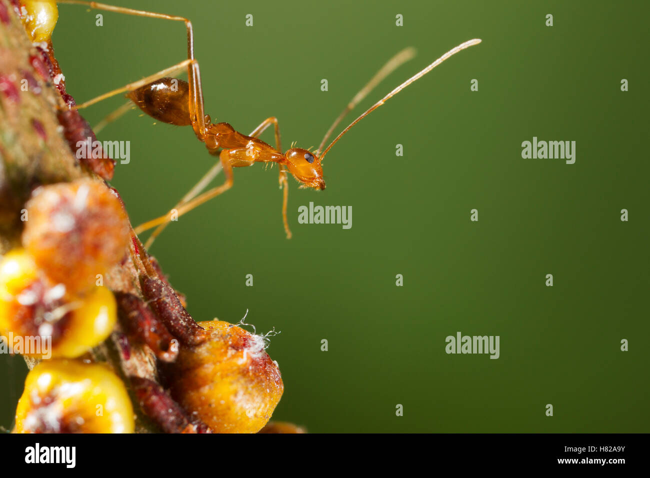 Yellow Crazy Ant (Anoplolepis gracilipes) guarding Scale Insects ...