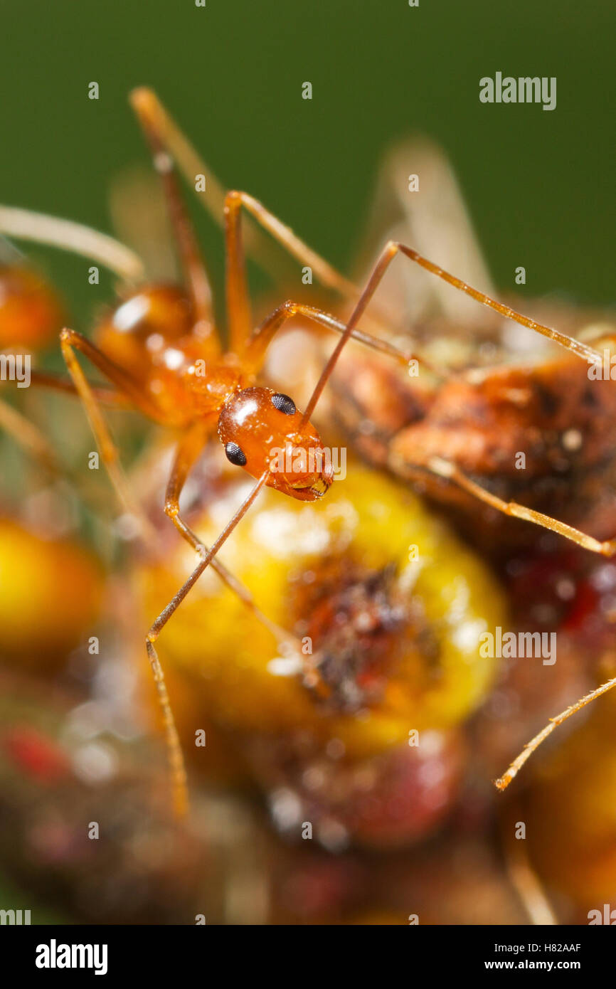 Yellow Crazy Ant (Anoplolepis gracilipes), Christmas Island National ...