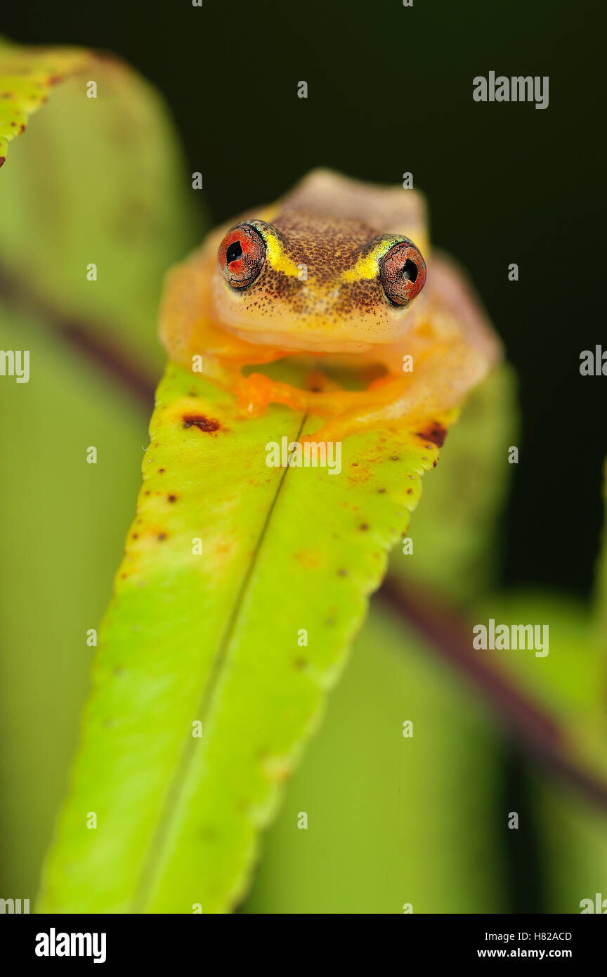 Blue Back Frog (Heterixalus madagascariensis), Ranomafana National Park ...