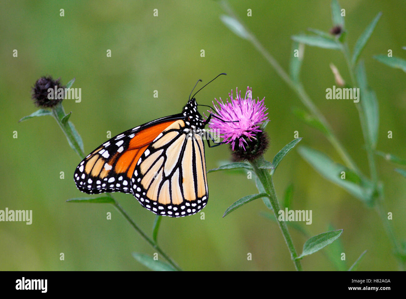 Monarch (Danaus plexippus) butterfly, Canada Stock Photo - Alamy