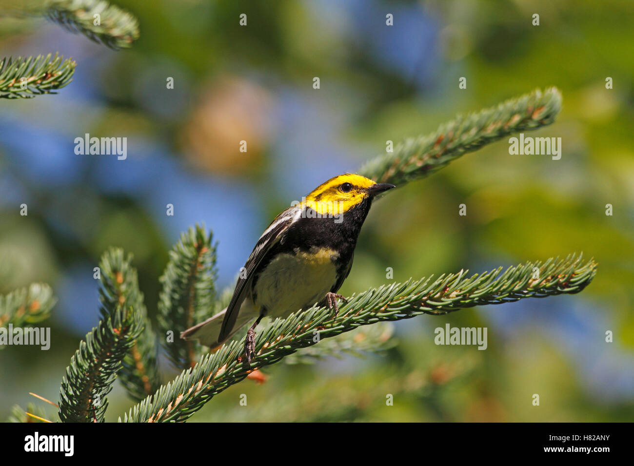 Black-throated Green Warbler (Setophaga virens) male in breeding ...