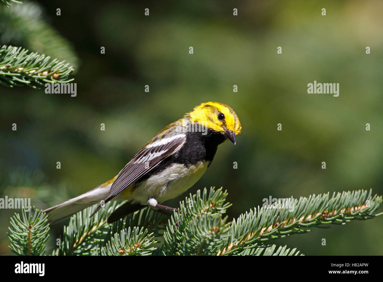 Black-throated Green Warbler (Setophaga virens) male in breeding ...