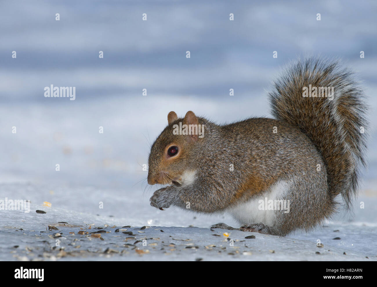 Paws over head animal hi-res stock photography and images - Alamy