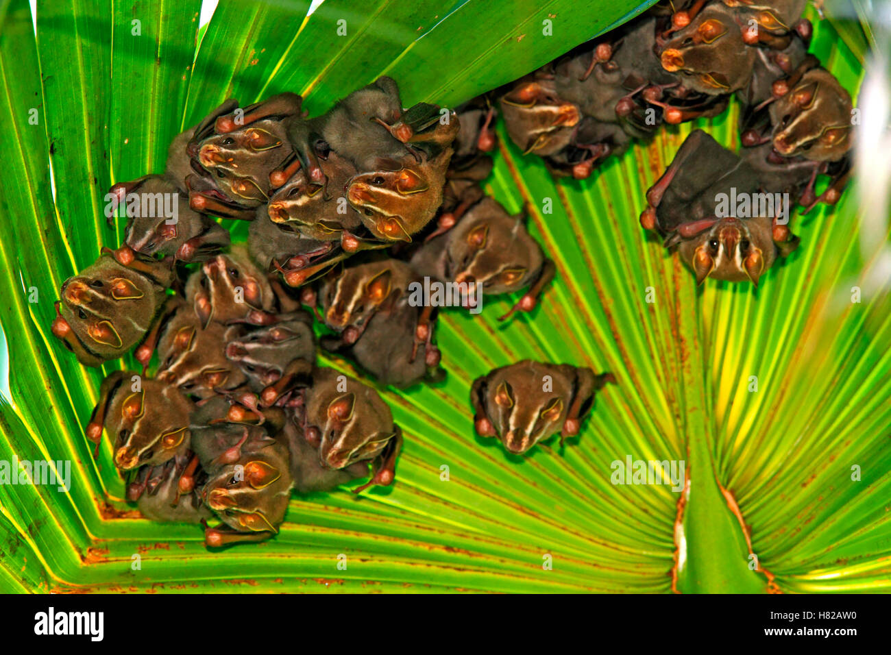 Peters' Tent-making Bat (Uroderma bilobatum) group roosting, native to ...
