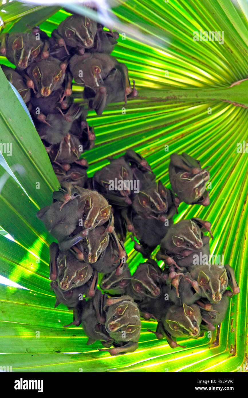 Peters' Tent-making Bat (Uroderma bilobatum) group roosting, native to ...