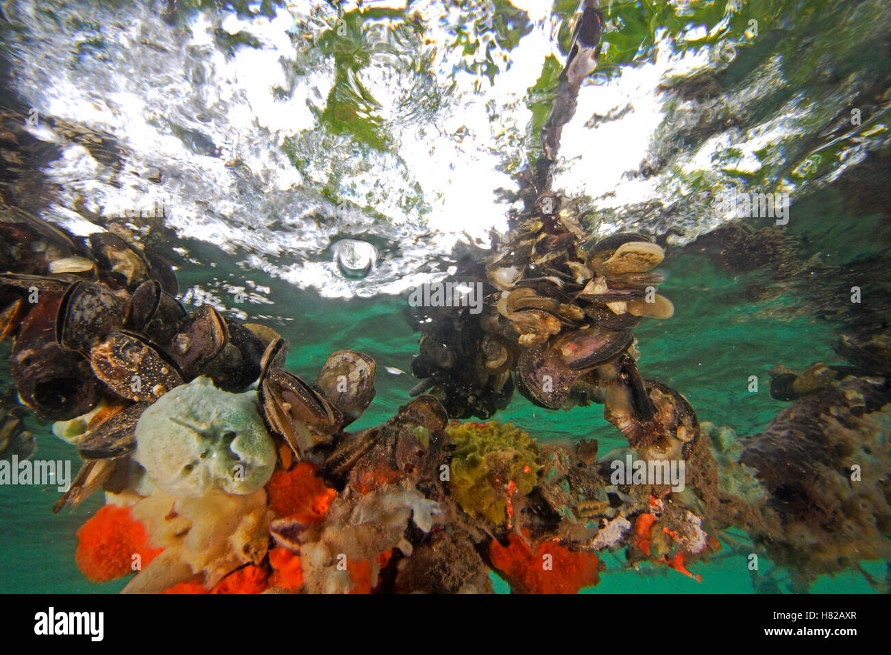 Diverse sponge community with oysters and other invertebrates growing ...