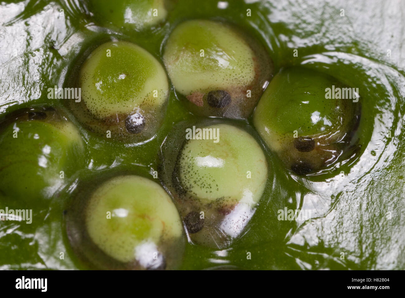 Red-eyed Tree Frog (Agalychnis callidryas) eggs that have dried up ...