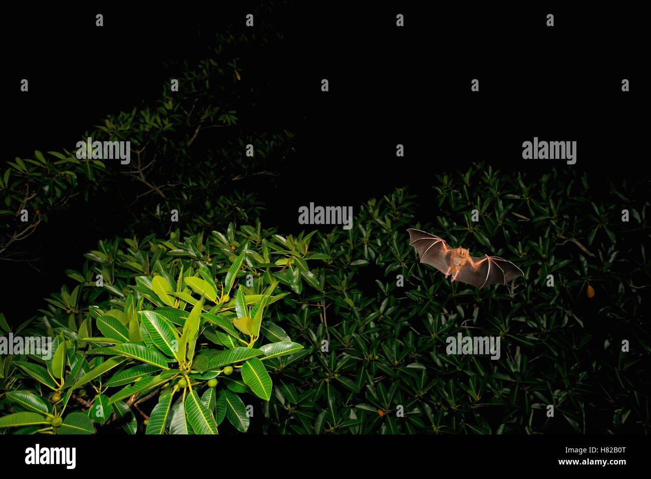 Jamaican Fruit-eating Bat (Artibeus jamaicensis) foraging in crown of ...