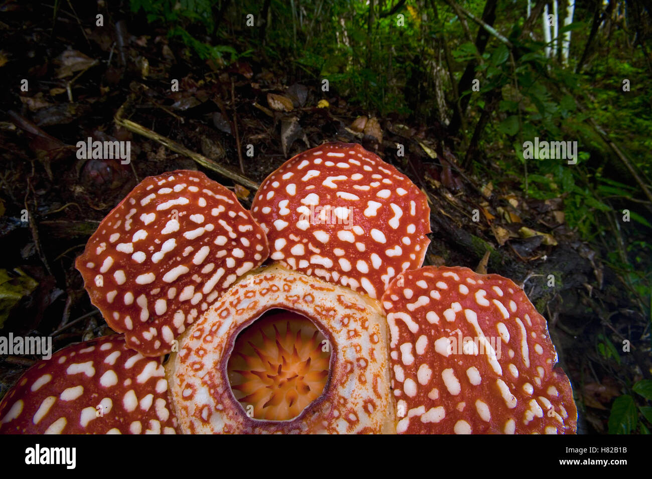 Rafflesia (Rafflesia pricei) flower, Sabah, Borneo, Malaysia Stock ...