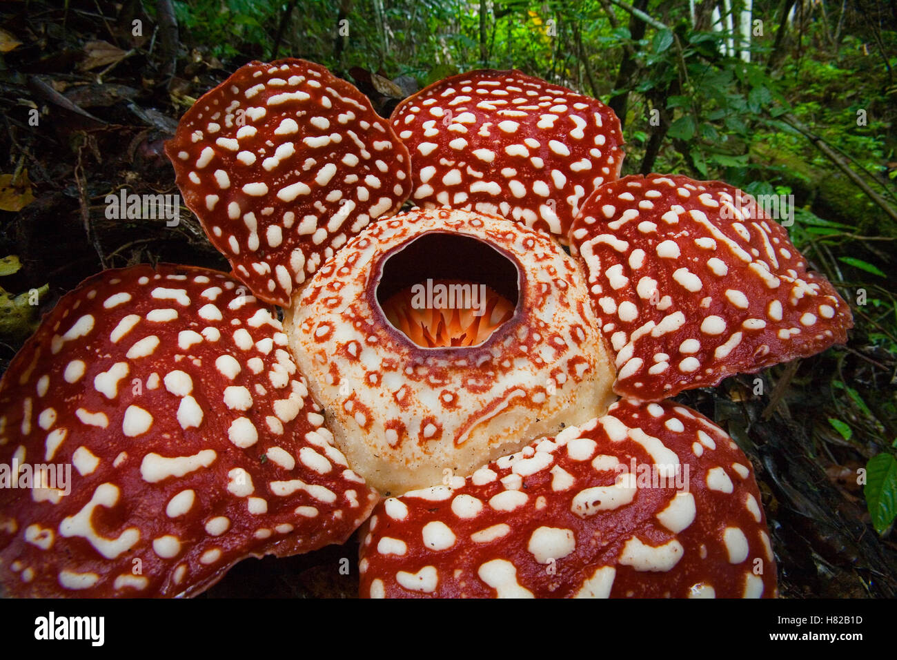 Rafflesia (Rafflesia pricei) flower, Sabah, Borneo, Malaysia Stock ...