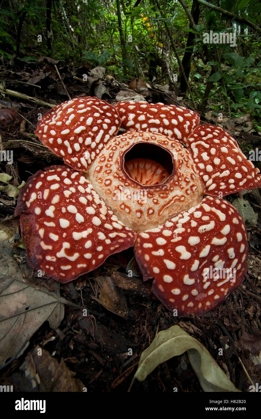 Rafflesia (Rafflesia Keithii) flower, Sabah, Borneo, Malaysia Stock ...