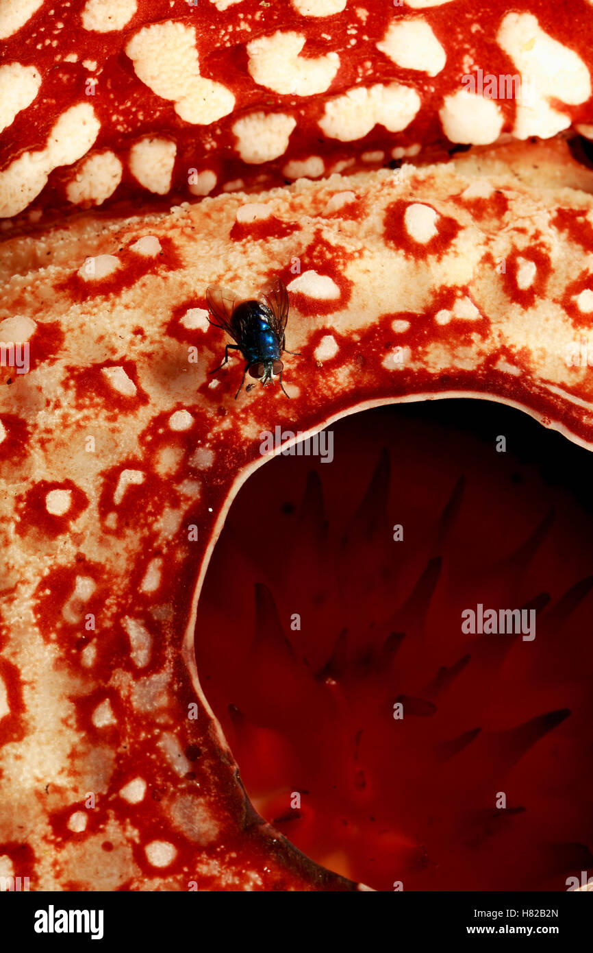 Rafflesia (Rafflesia Keithii) flower and fly, Sabah, Borneo, Malaysia ...