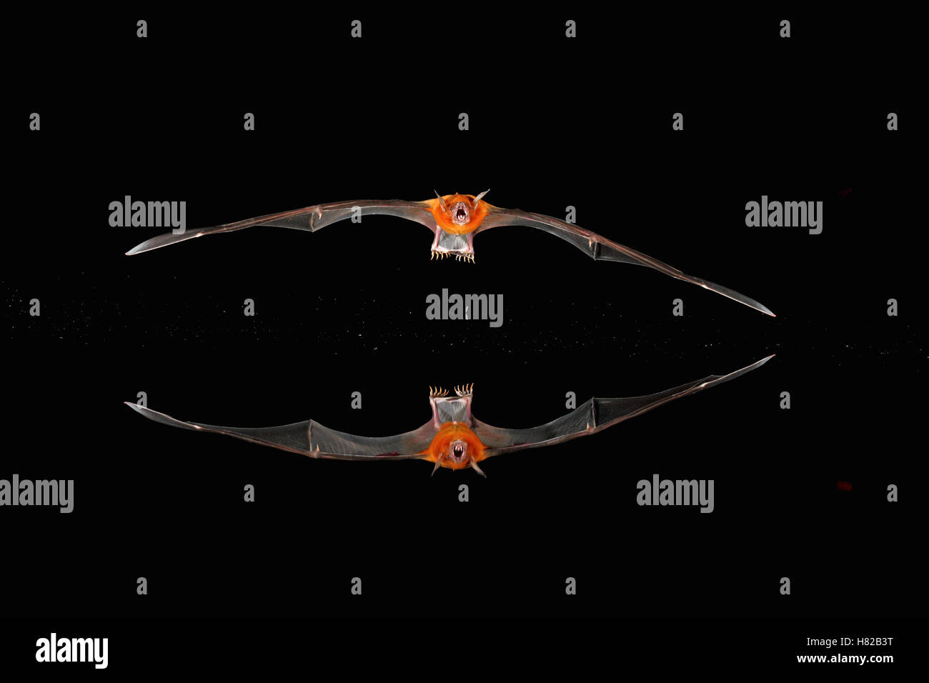 Greater Bulldog Bat (Noctilio leporinus) hunting at night, Panama Stock ...