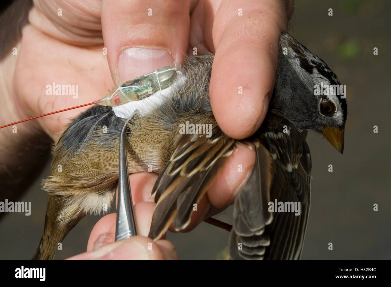 White-crowned Sparrow (Zonotrichia leucophrys) being fitted with ...