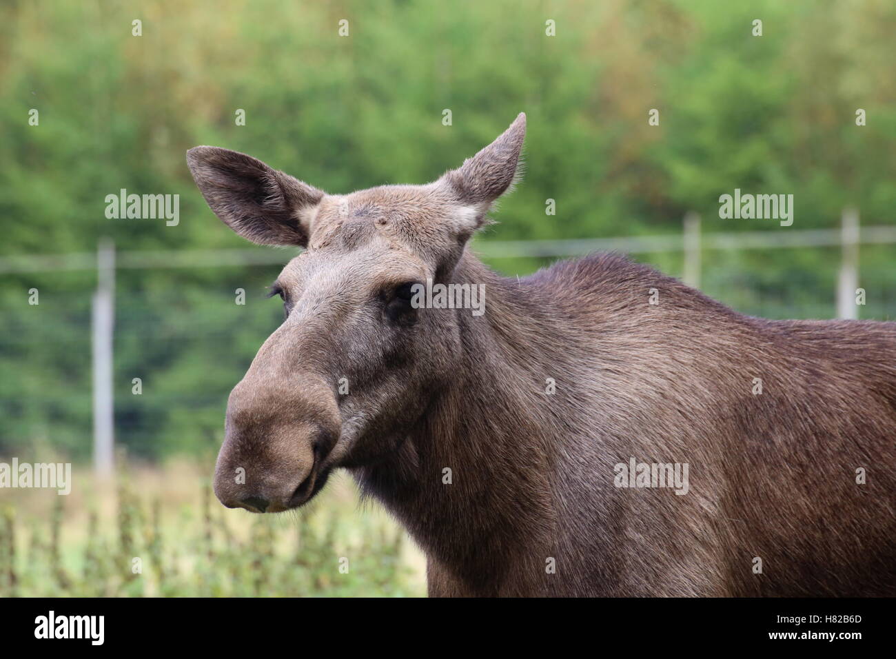 Elk animal nature photo hi-res stock photography and images - Alamy