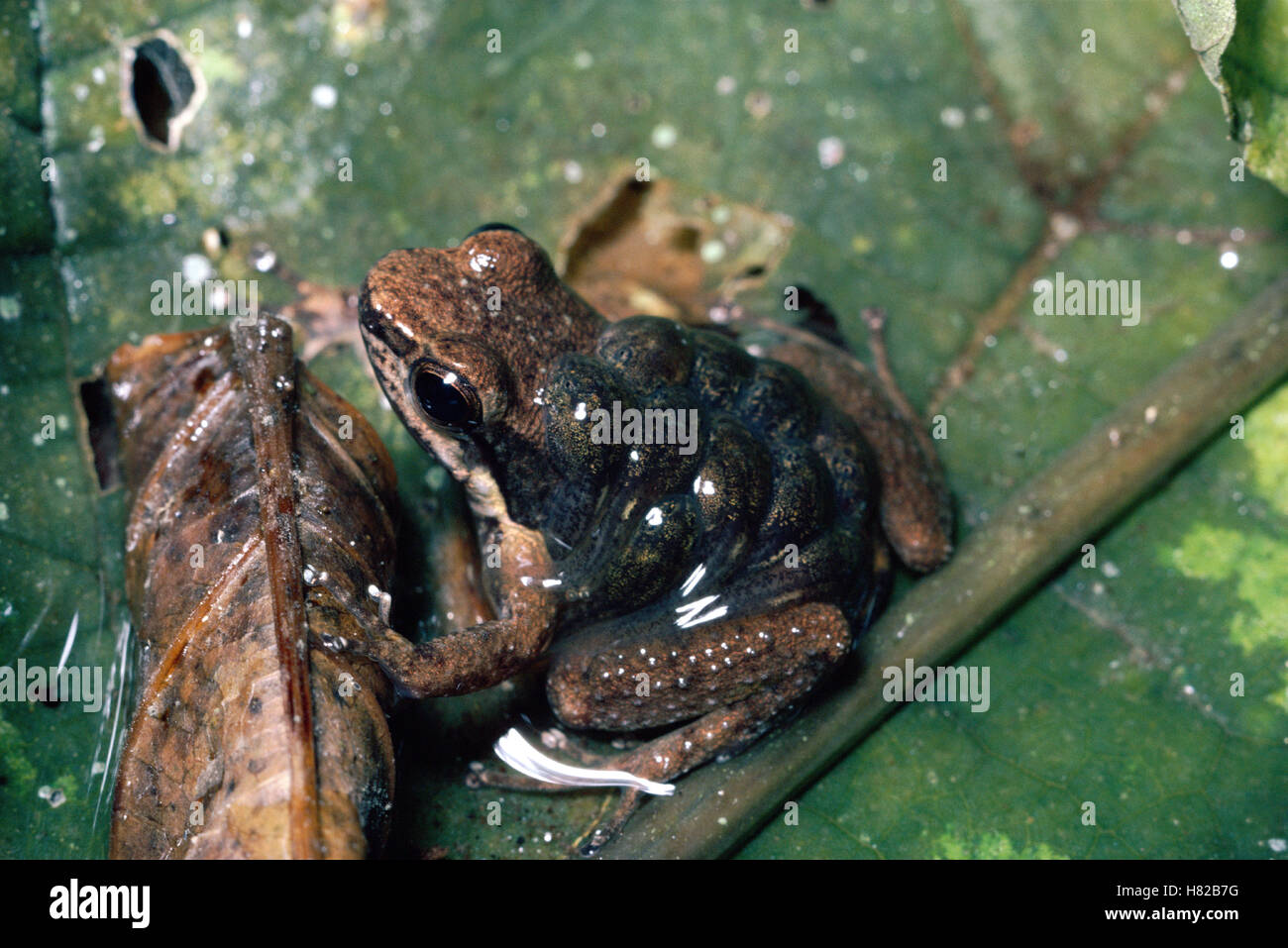 Stream Frog (Colostethus trinitatis) male with tadpoles, cloud forest ...