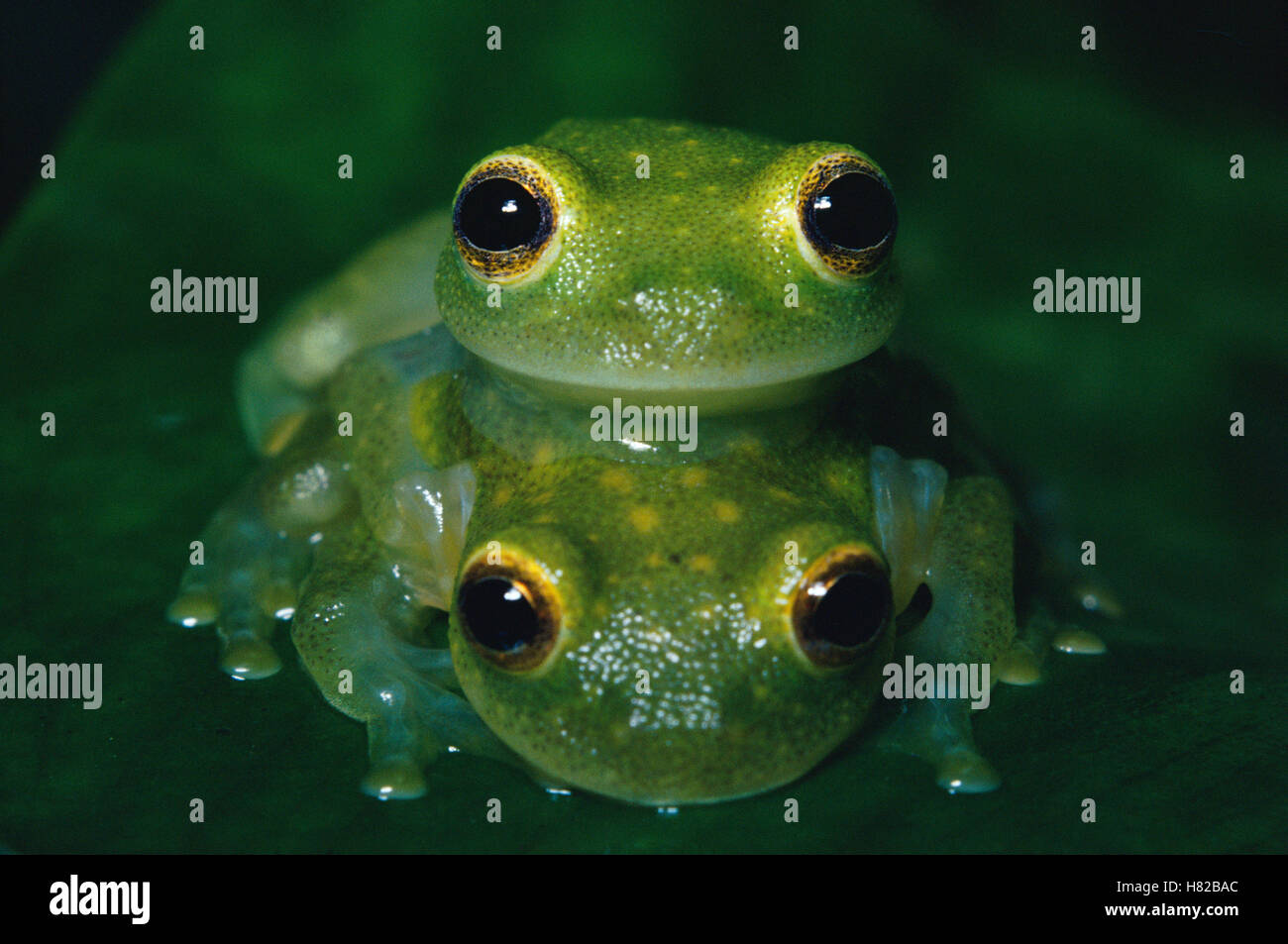 Fleischmann's Glass Frog (Centrolenella fleischmanni) pair in amplexus ...