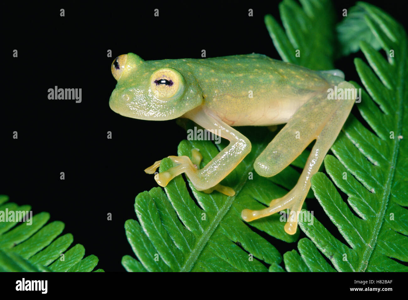 Grainy Cochran Frog (Centrolenella granulosa) sitting on leaf, cloud ...