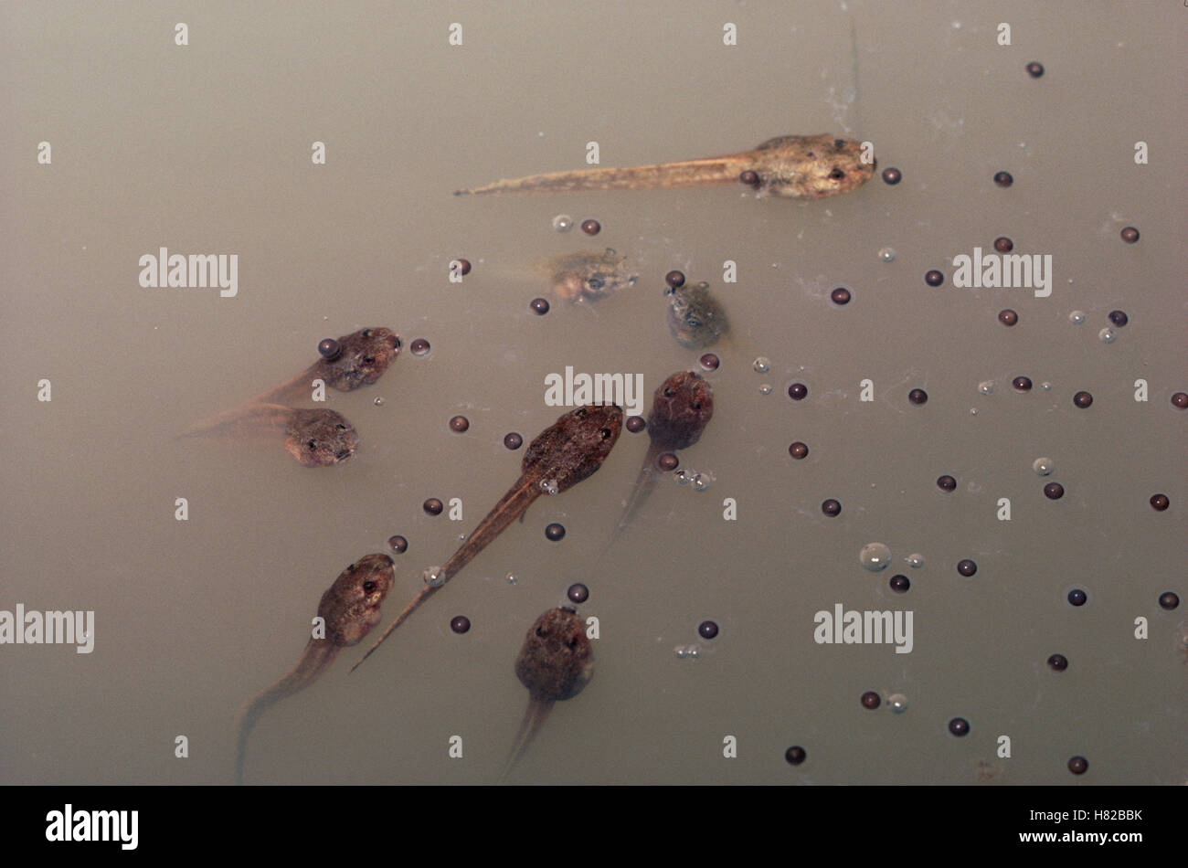 Smokey Jungle Frog (Leptodactylus pentadactylus) tadpoles eating eggs ...
