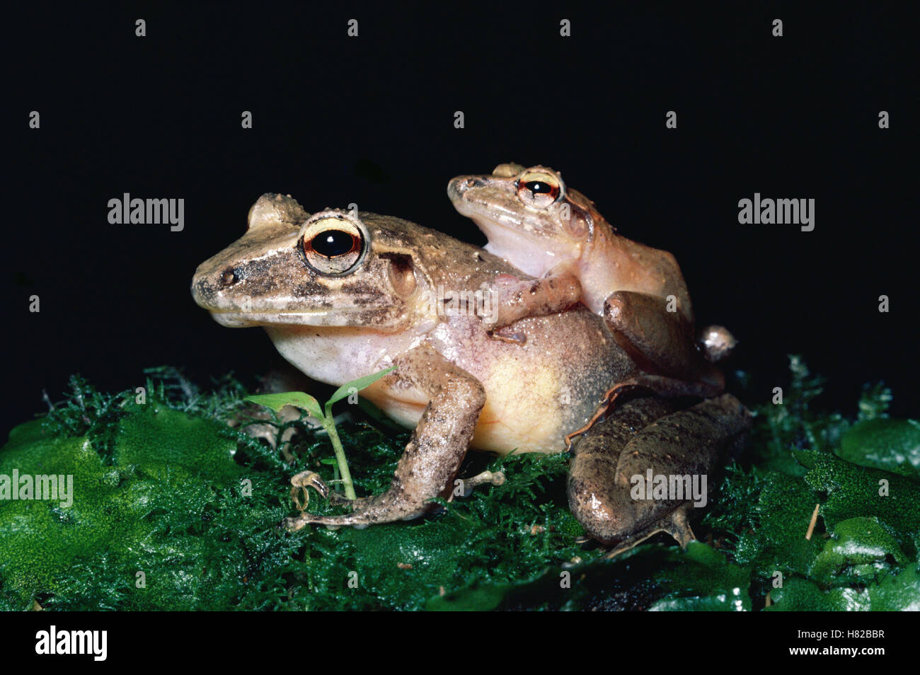 Slim-fingered Rain Frog (Eleutherodactylus crassidigitus) pair, in ...