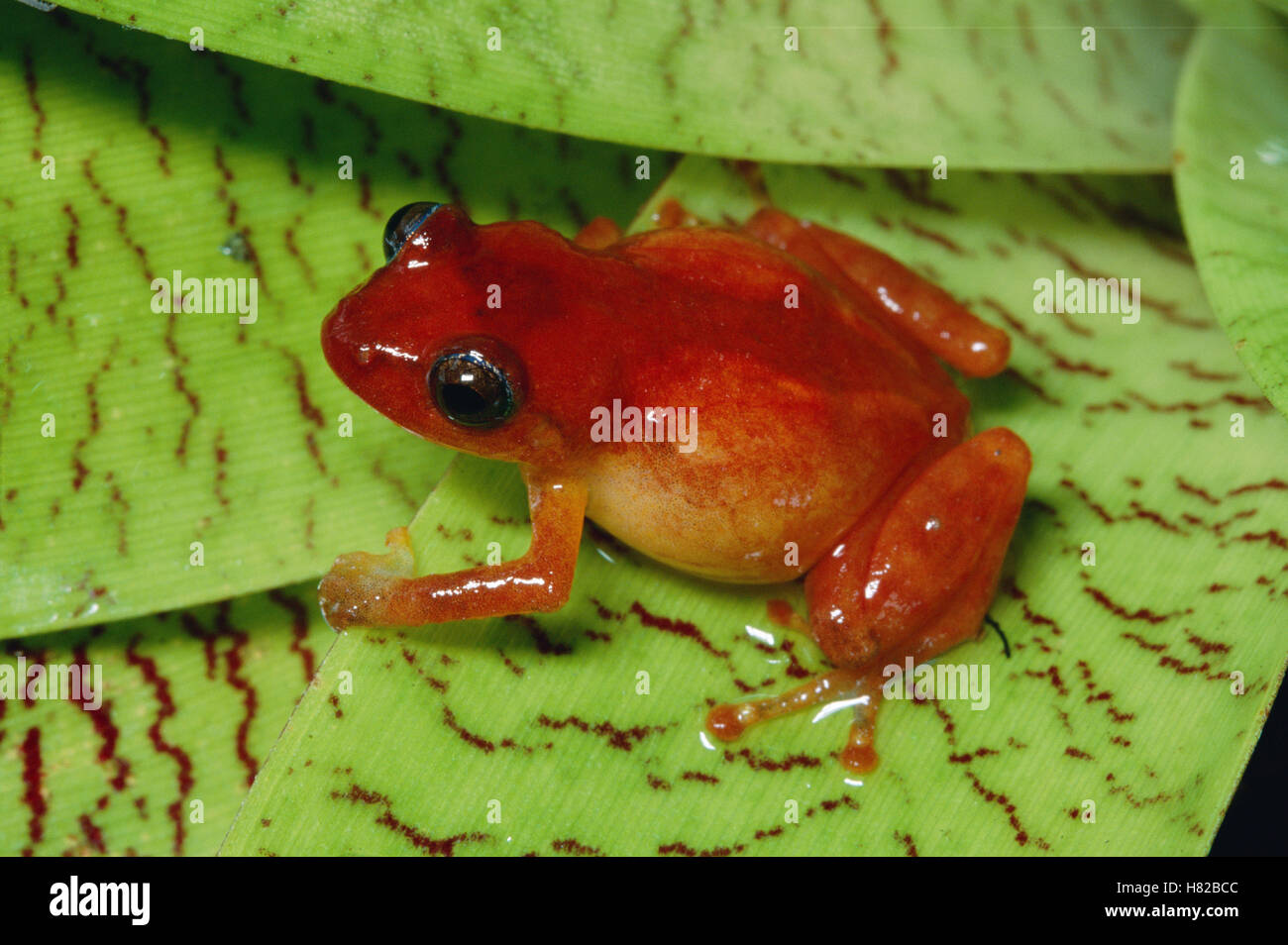 Montane Dink Frog (Diasporus hylaeformis) on leaf, Monteverde Cloud ...