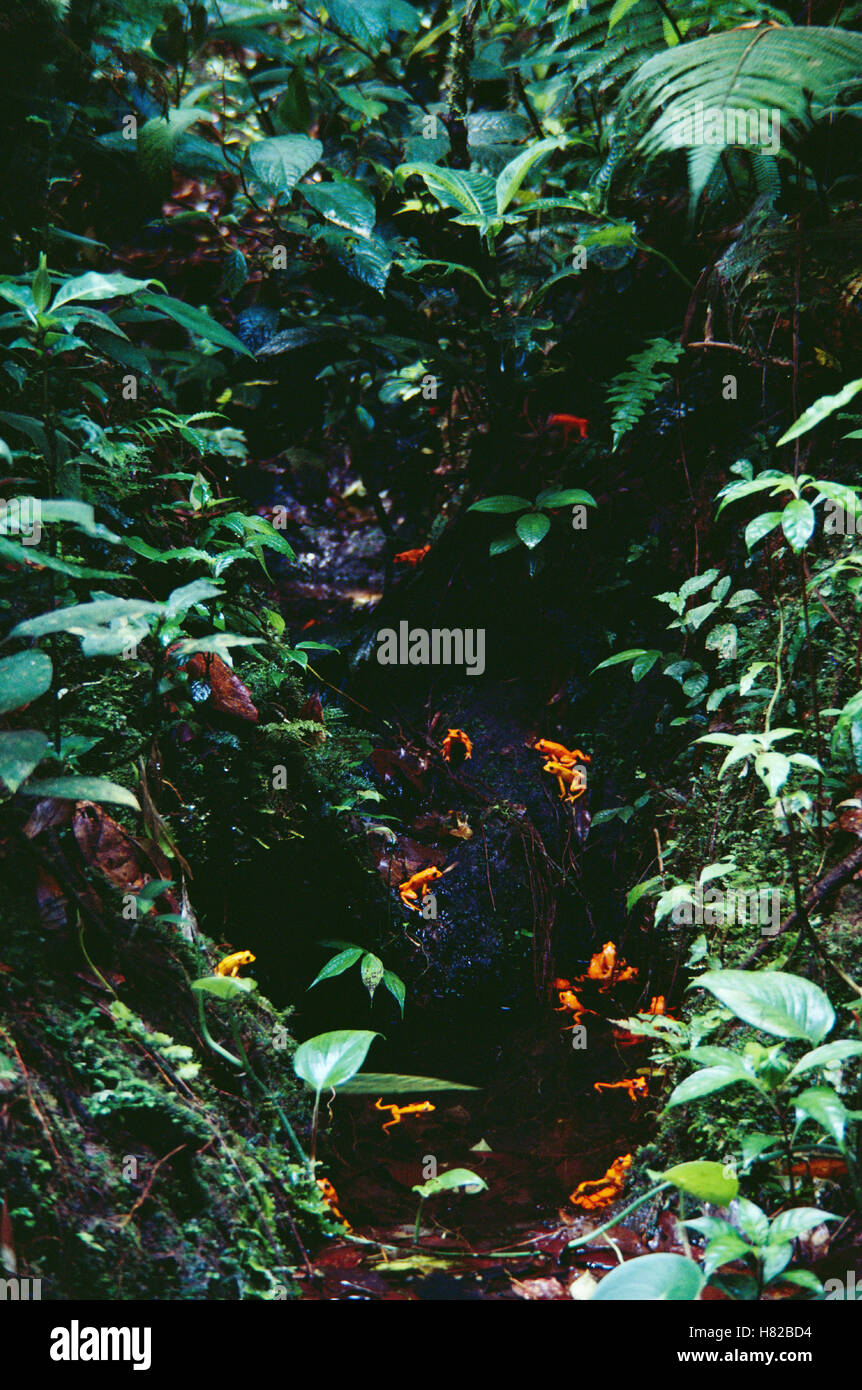 Golden Toad (Bufo periglenes) males, breeding aggregation, extinct ...