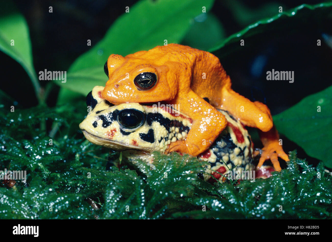Golden Toad (Bufo periglenes) pair, extinct, Monteverde Cloud Forest ...